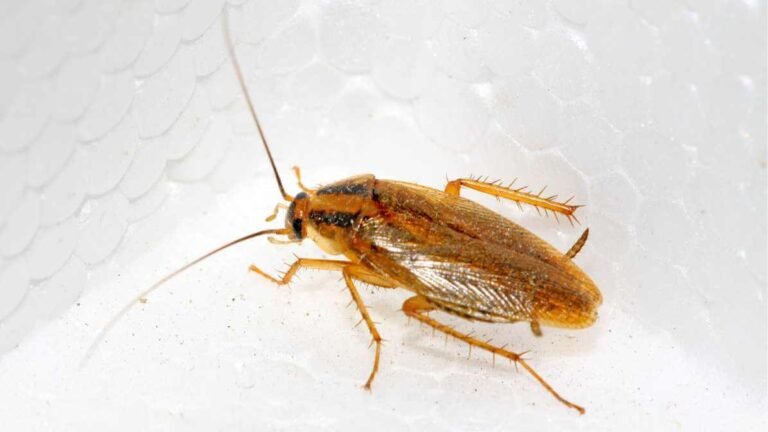 Cockroach Species in Malaysia | Lipas | Innovative Pest MY