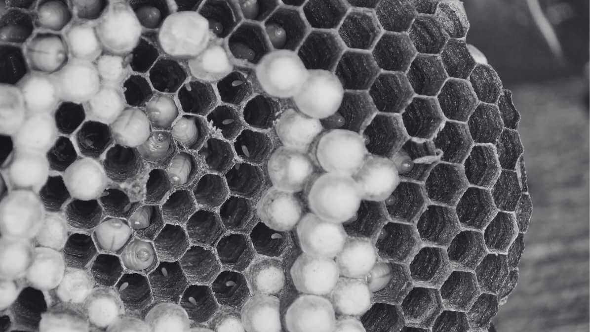 Hornet & Wasp in Malaysia | Tebuan | Innovative Pest Sdn Bhd