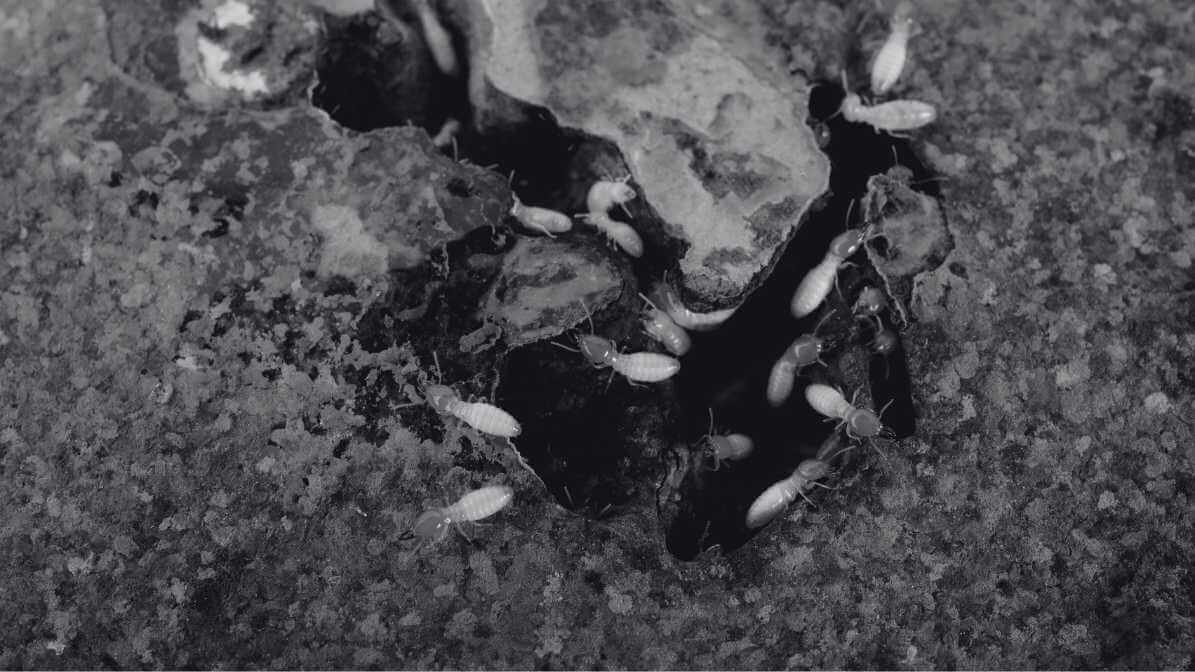 Anti Termite Treatment | Soil & Corrective Termite Treatment