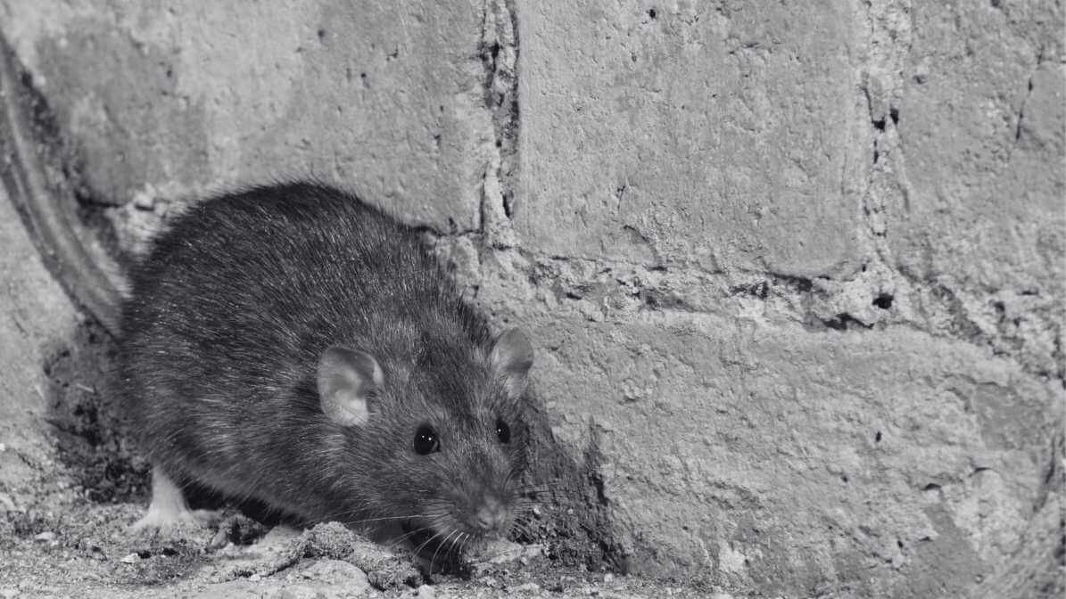 Rodent Control Malaysia | Rat Pest Control