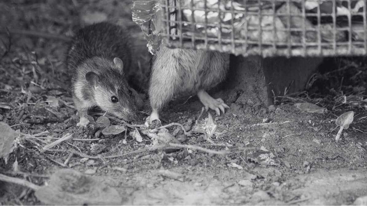 6 Dangerous Types of Diseases Rats and Mice Spread | MY