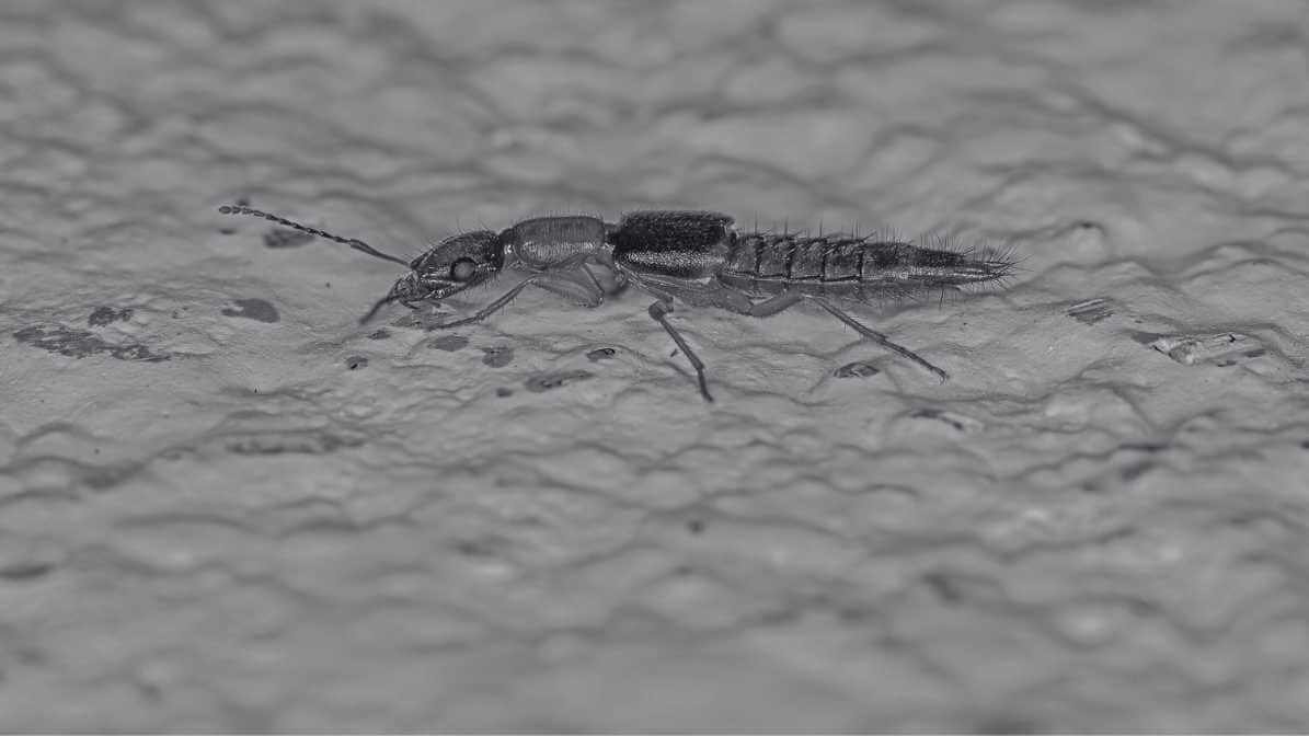 How to Treat Charlie Ant Bite Symptoms? | Pest Management