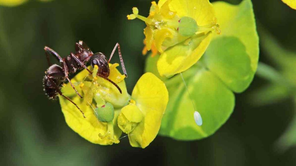 The Red Imported Fire Ants (RIFA) | Pest Control | Malaysia