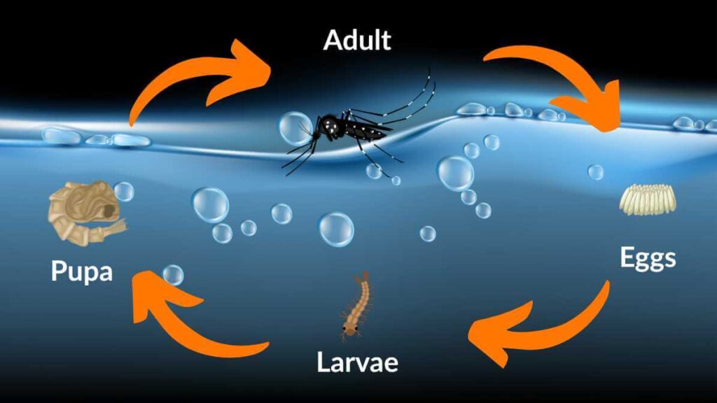 Mosquito Life Cycle: From Eggs to Adult Mosquitoes | MY