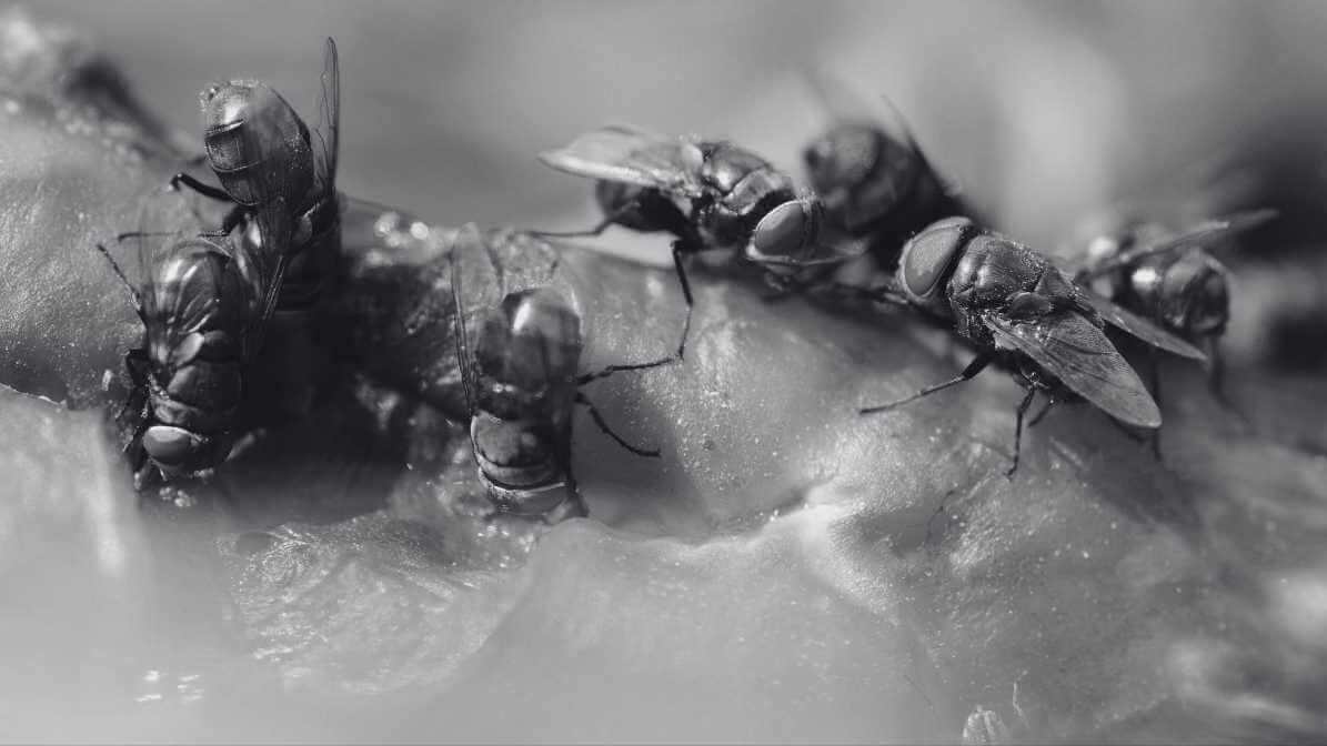 The Types of Flies And Root Causes of Fly Infestations | MY