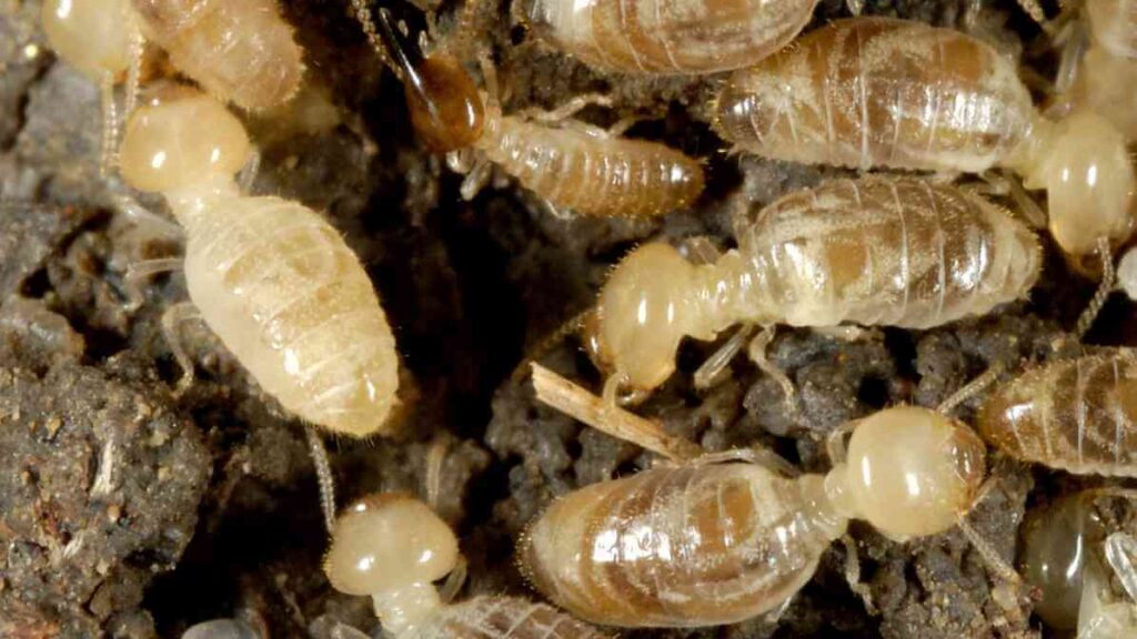 Exploring the Termite Life Cycle | Innovative Pest Sdn Bhd