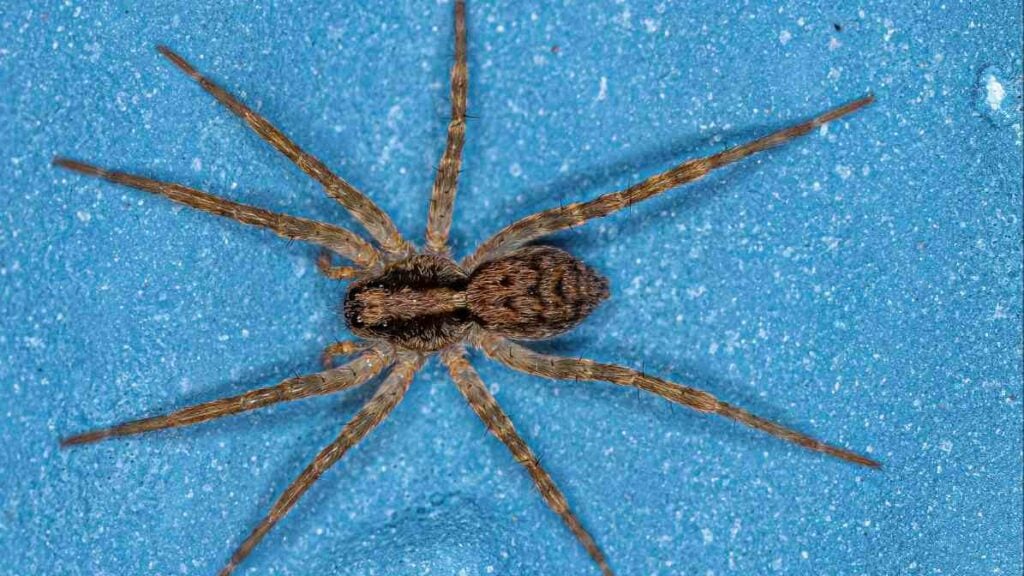 Identifying Common Spider Species in Malaysia | Pest Control