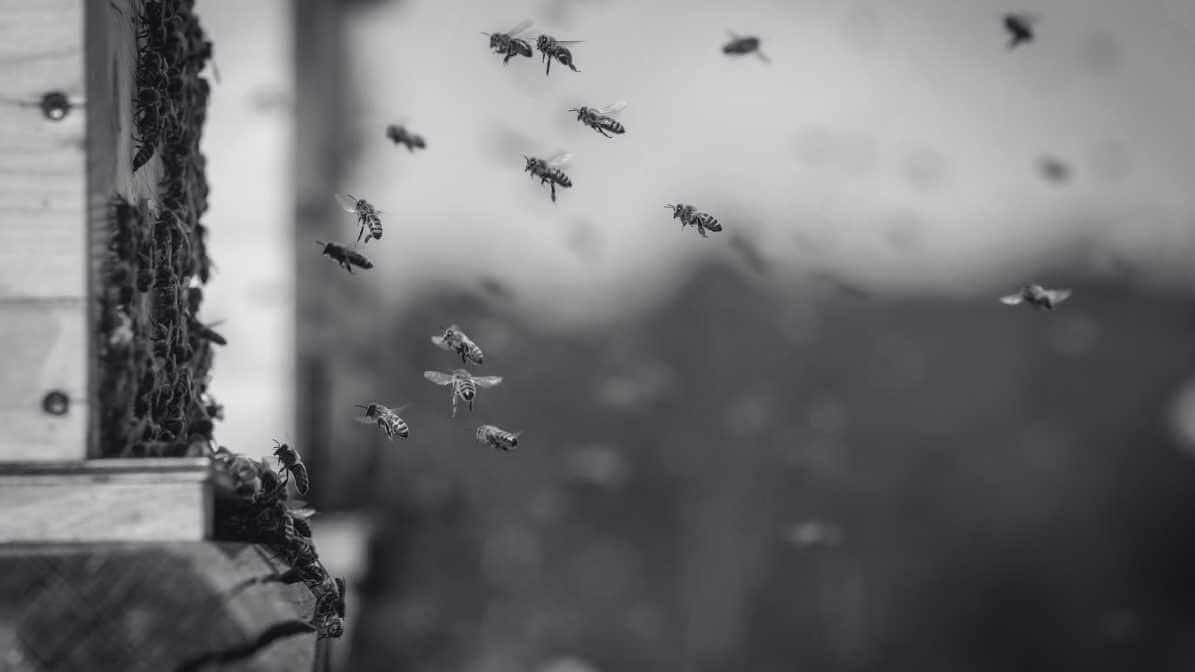 Jenis Jenis Lebah Di Malaysia | Innovative Pest Sdn Bhd