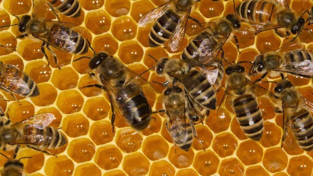 Jenis Jenis Lebah Di Malaysia - Innovative Pest Sdn Bhd