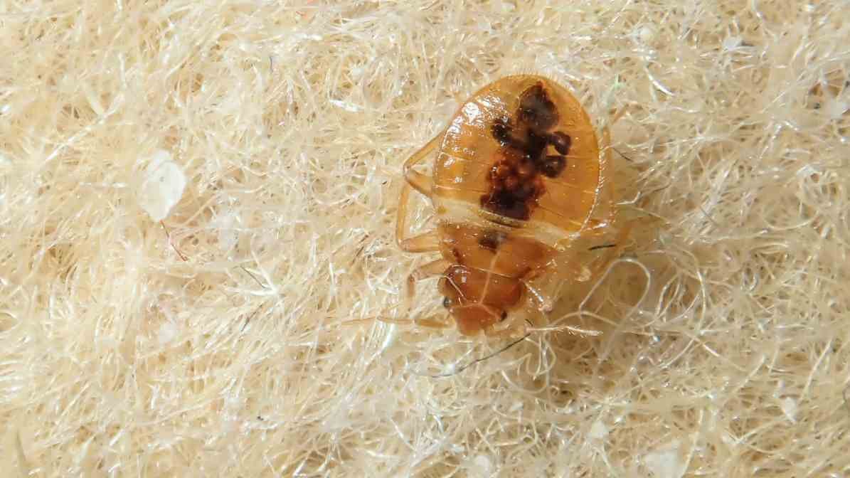 Shocking Bed Bug Infestation Signs Malaysian Homes Ignore