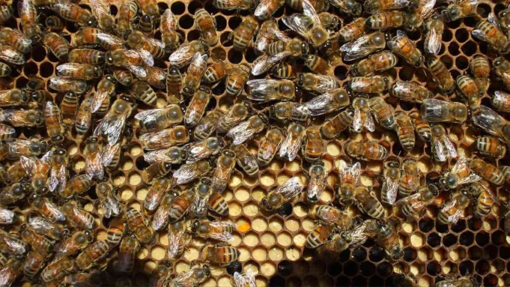 Definitive Guide to Types of Bees in Malaysia Must-Know | MY